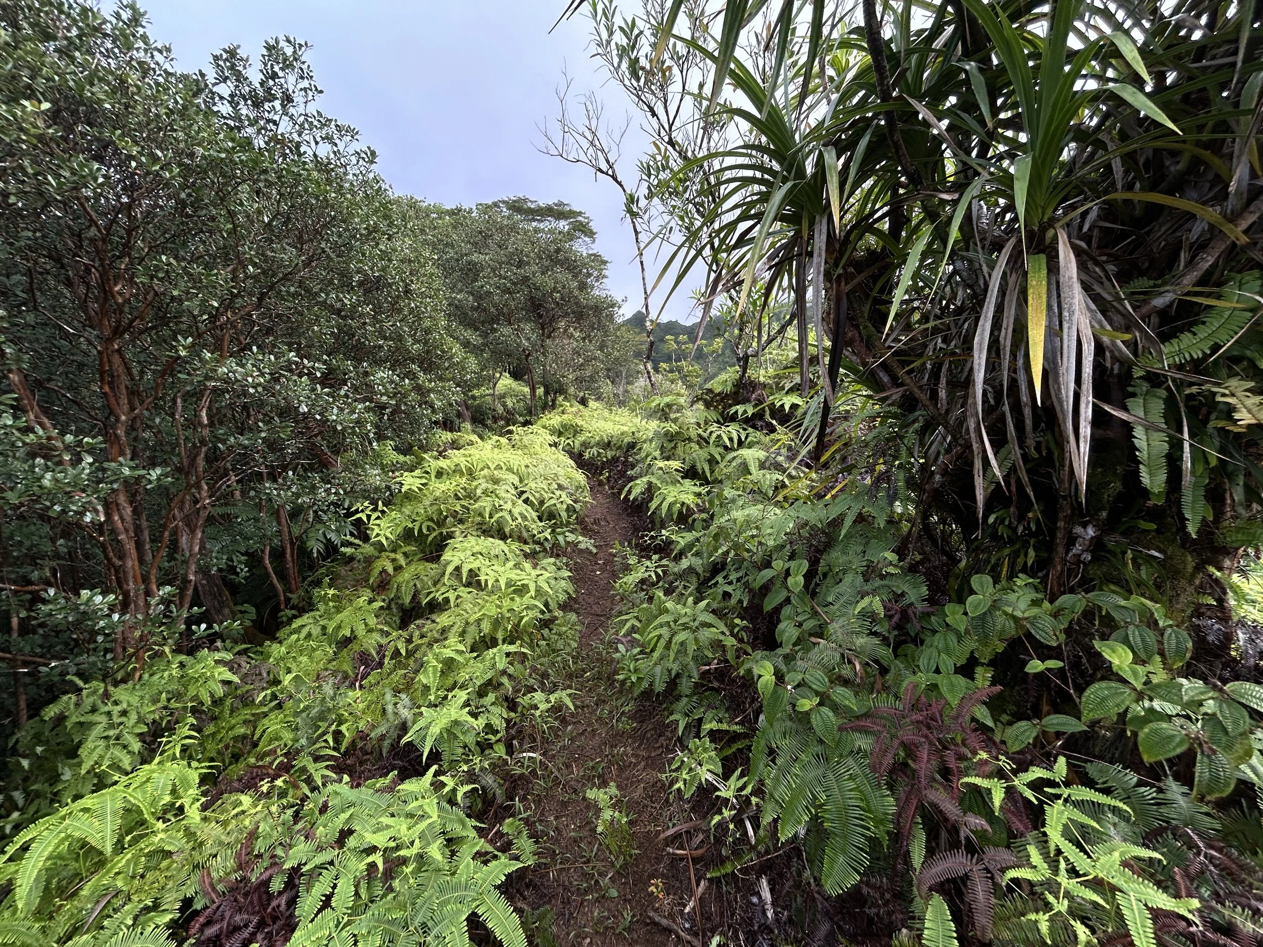 Hiking the Mānoa Middle Ridge Trail on Oʻahu — noahawaii