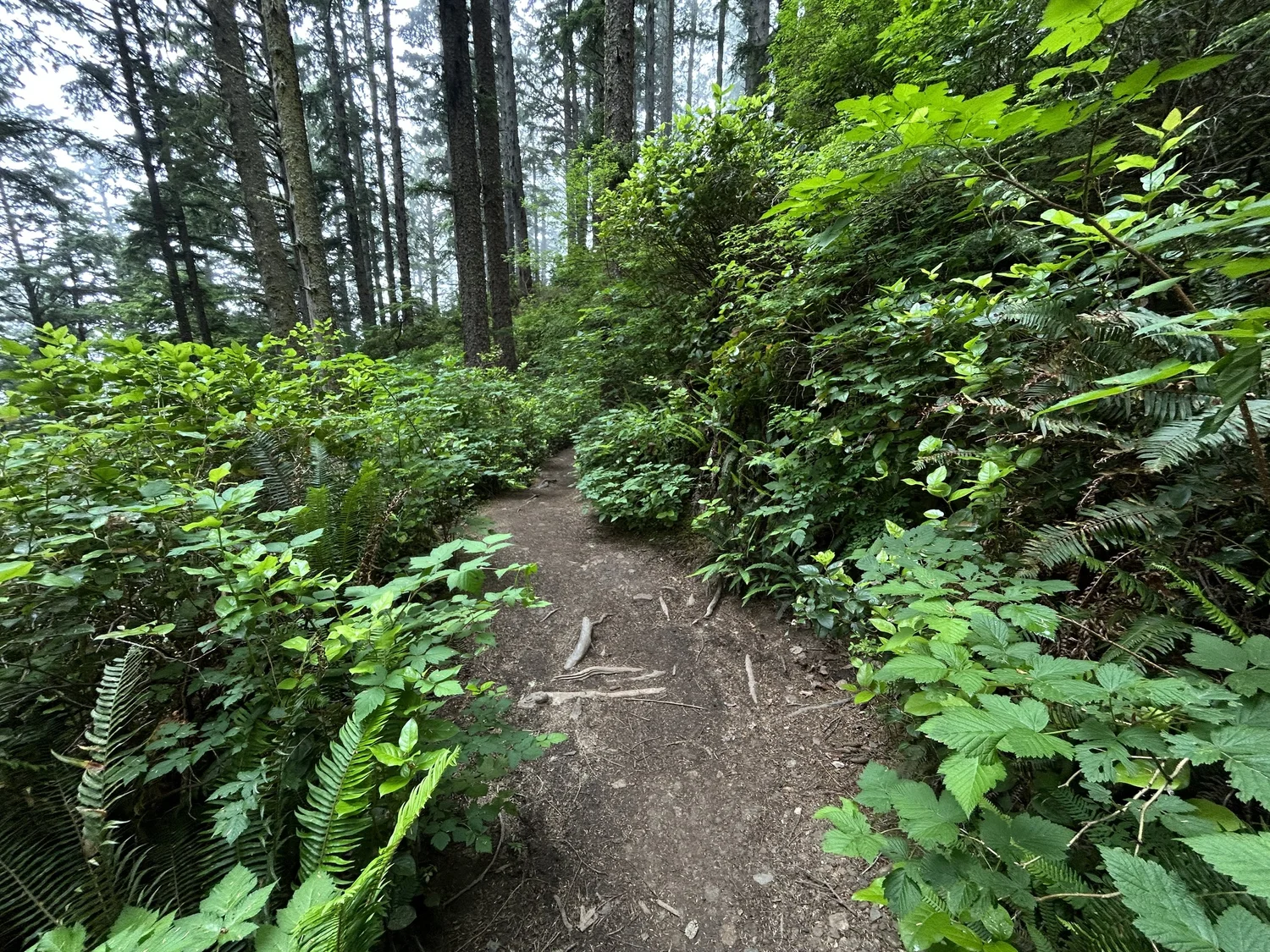 Hiking the Cape Falcon Trail on the Oregon Coast — noahawaii