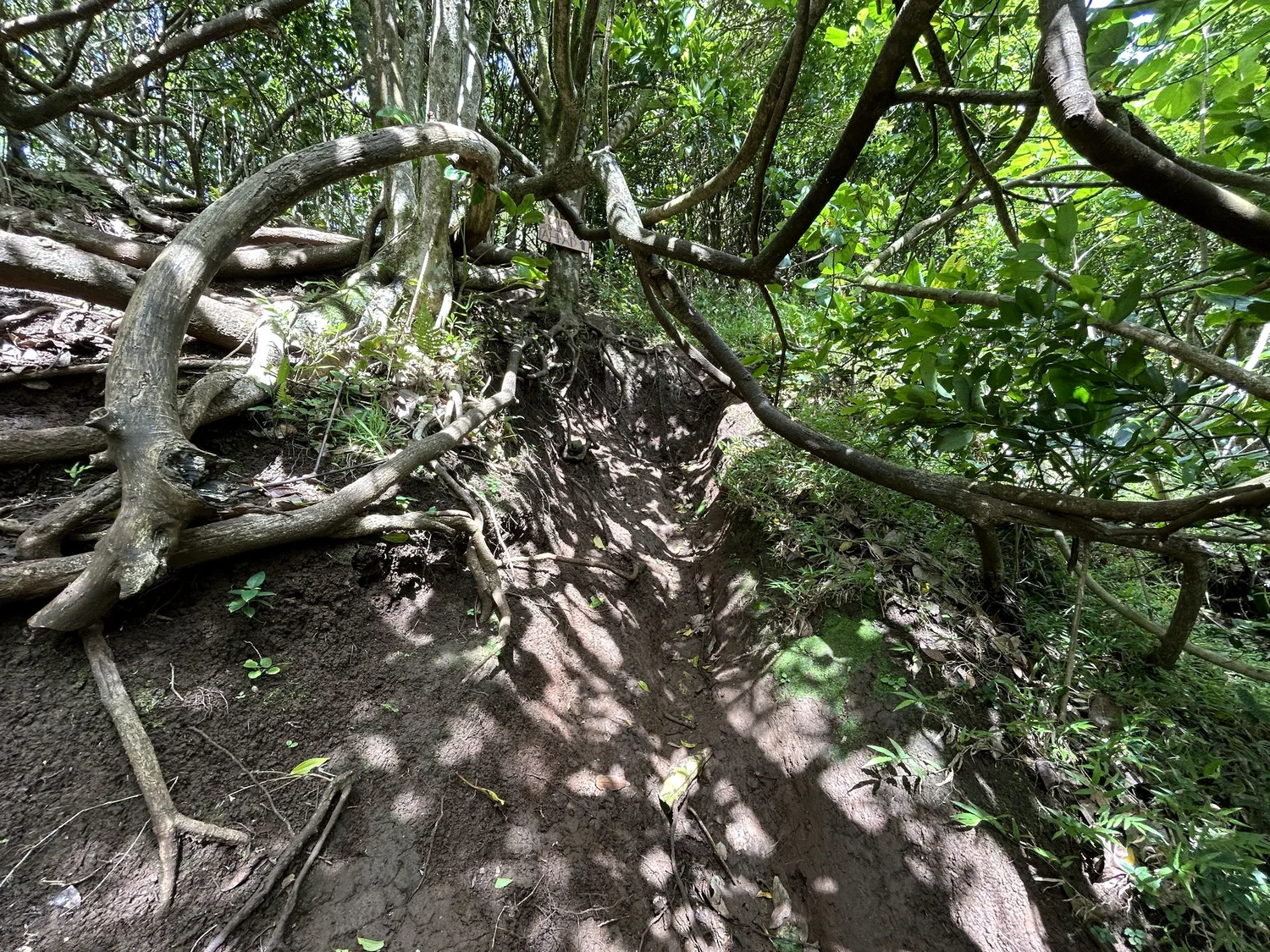 Hiking the Pali Notches Trail on Oʻahu, Hawaiʻi — noahawaii