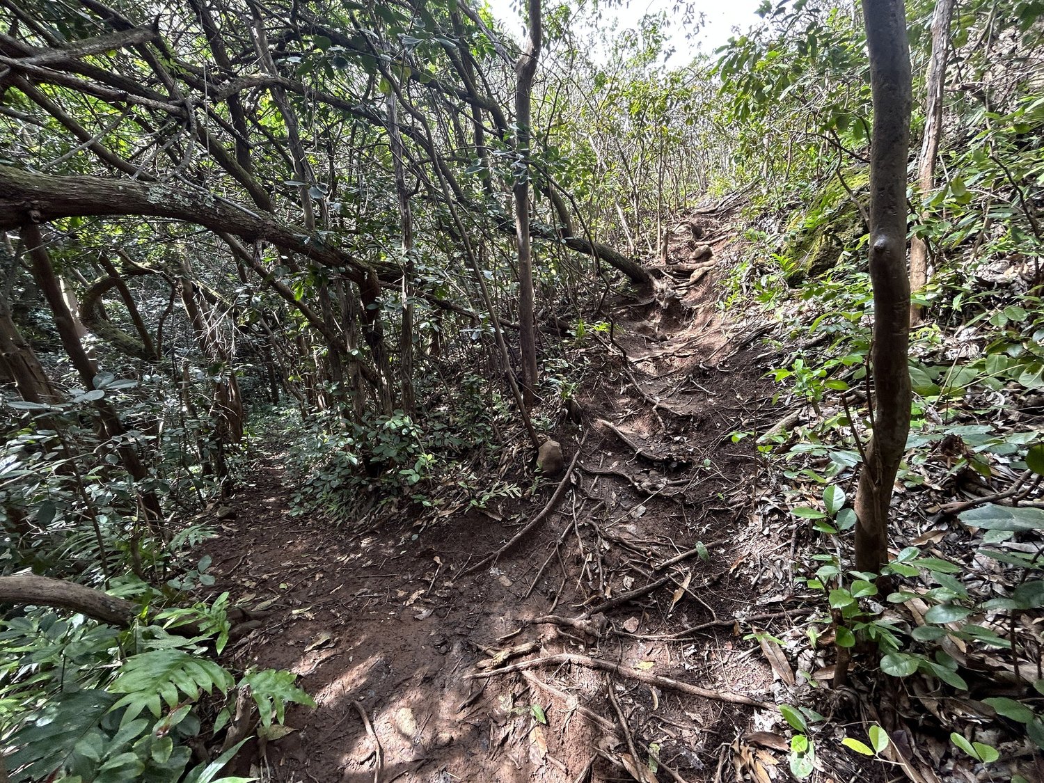Hiking the Kūlepeamoa Ridge Trail on Oʻahu — noahawaii
