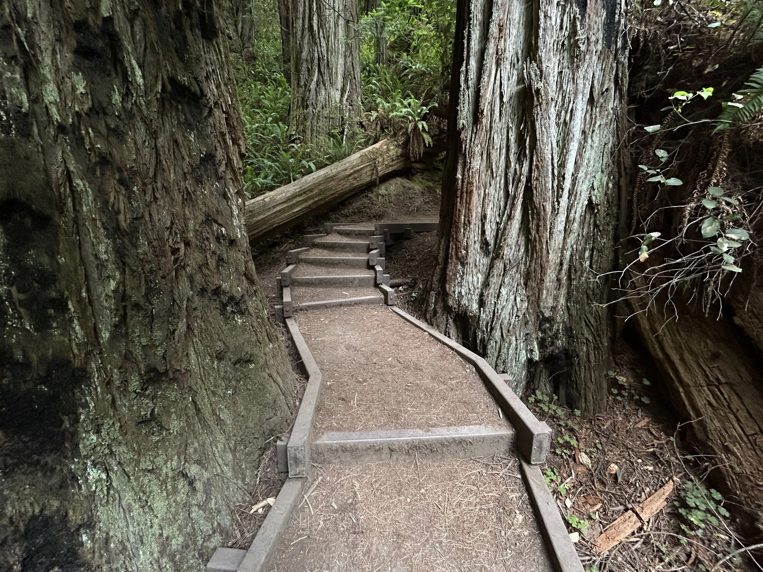 Hiking the Grove of the Titans Trail in Jedediah Smith Redwoods State Park — noahawaii