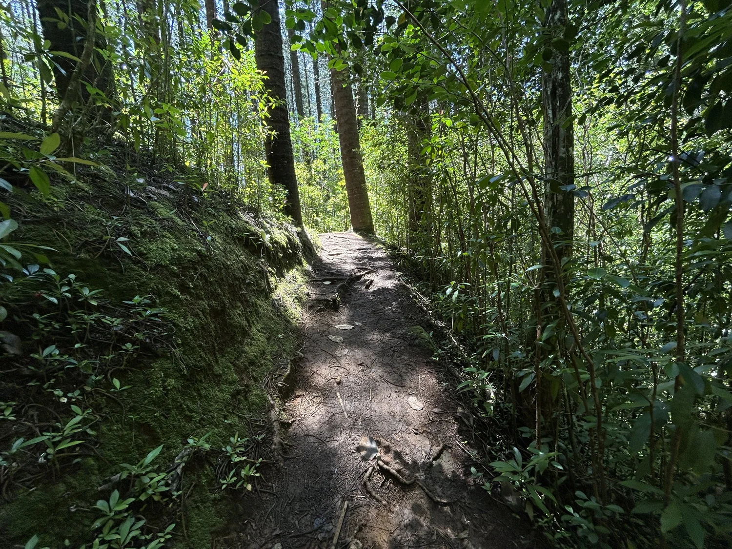 Hiking the Judd Trail & Jackass Ginger Pool on Oʻahu, Hawaiʻi — noahawaii
