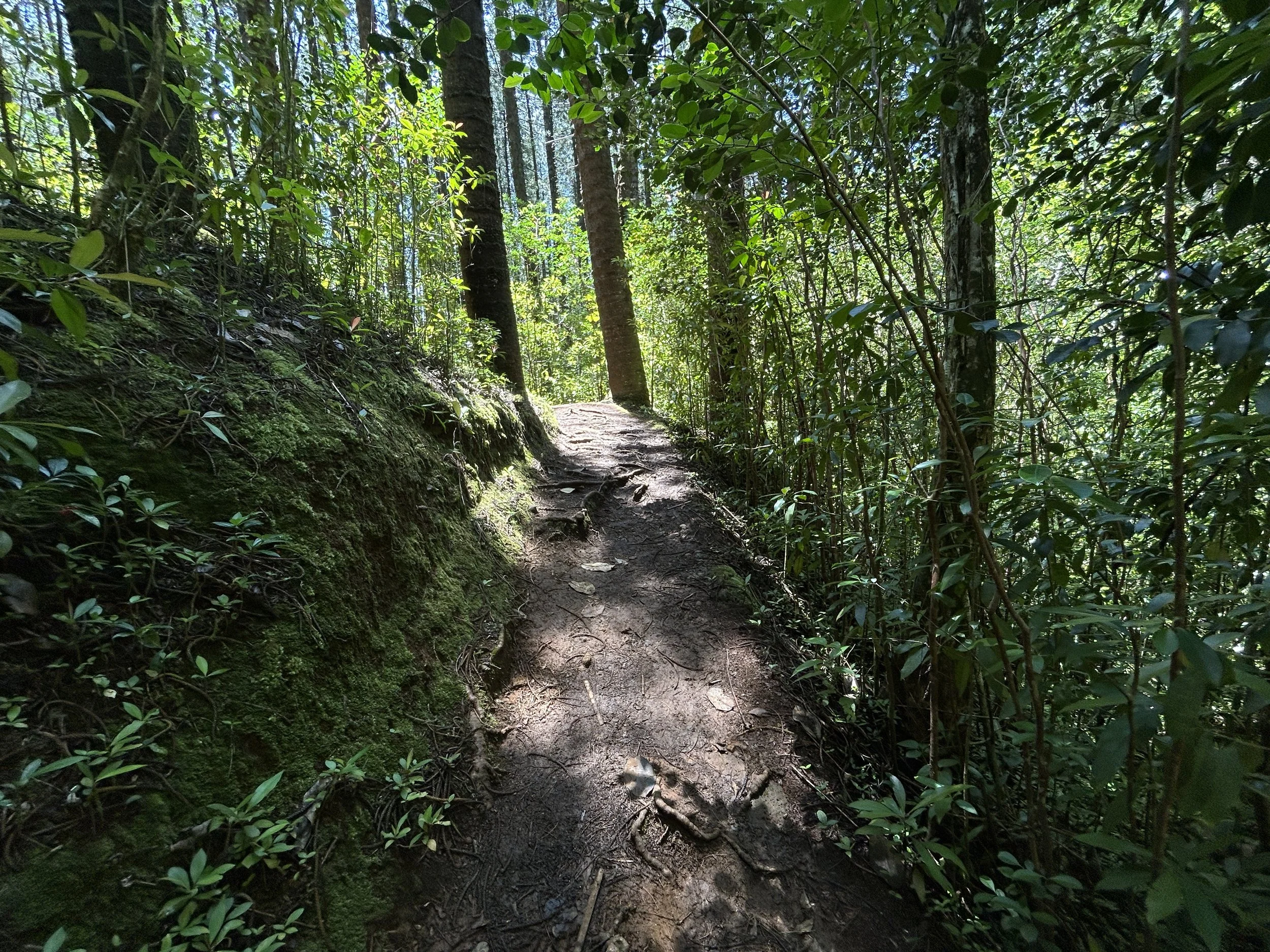 Hiking the Judd Trail & Jackass Ginger Pool on Oʻahu, Hawaiʻi — noahawaii