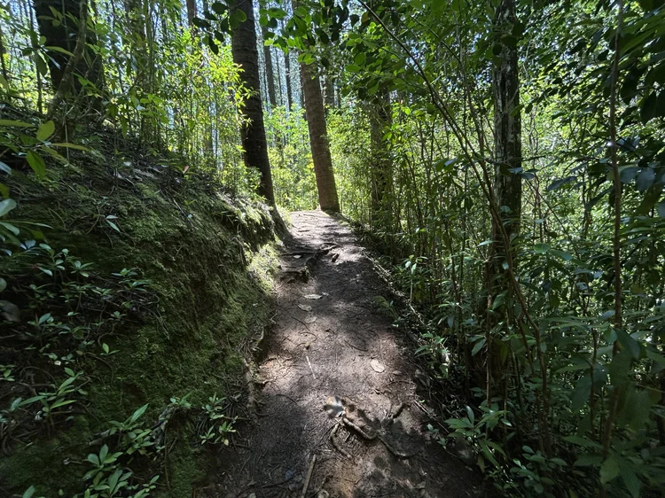 Hiking the Judd Trail & Jackass Ginger Pool on Oʻahu, Hawaiʻi — noahawaii