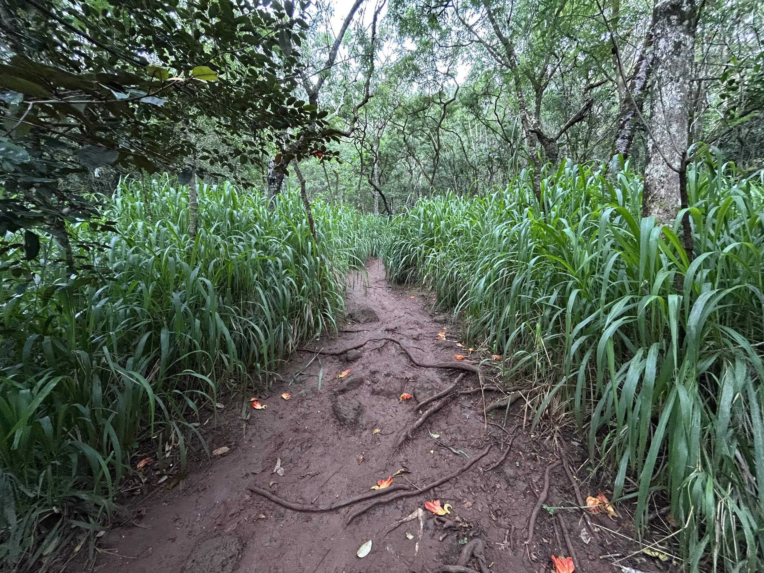 Hiking the ʻEhukai Pillbox Trail on Oʻahu — noahawaii