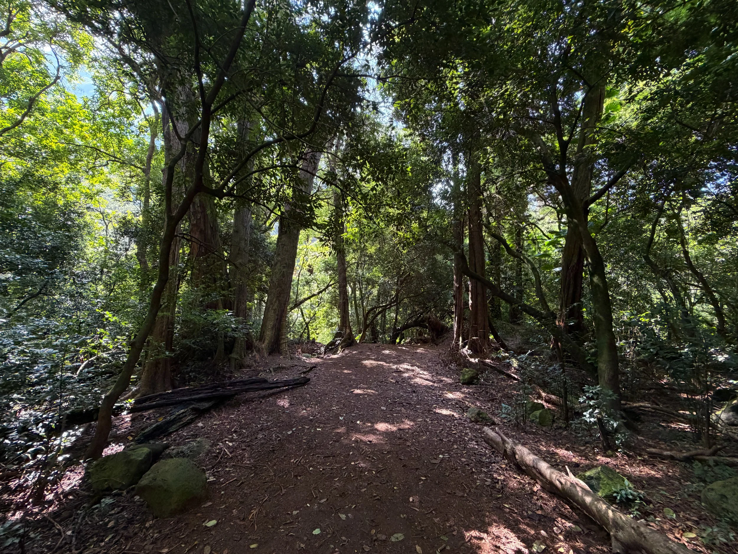 Hiking the Judd Trail & Jackass Ginger Pool on Oʻahu, Hawaiʻi — noahawaii