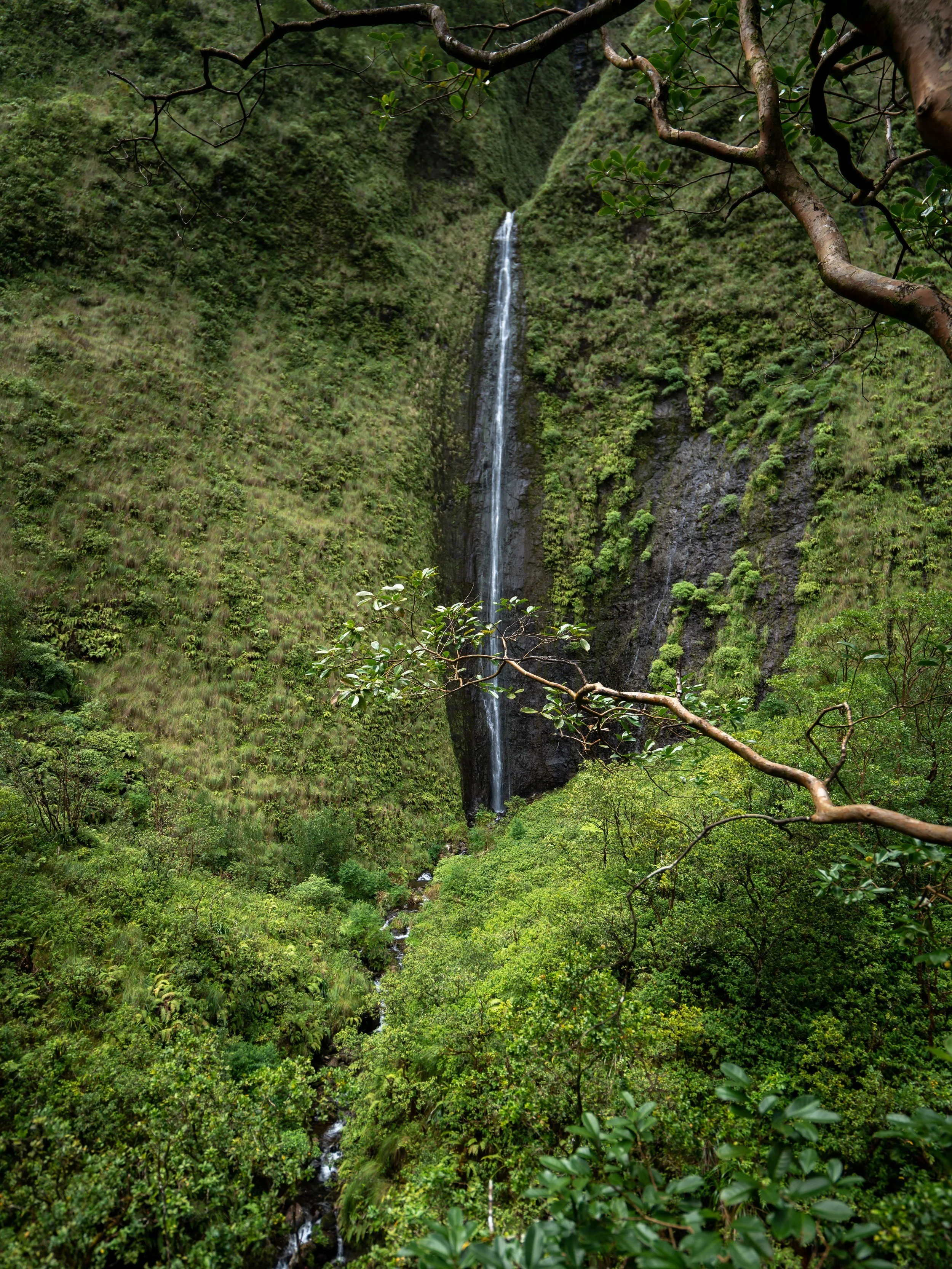 Hiking the Weeping Wall aka Blue Hole (Mt. Waiʻaleʻale) on Kauaʻi ...
