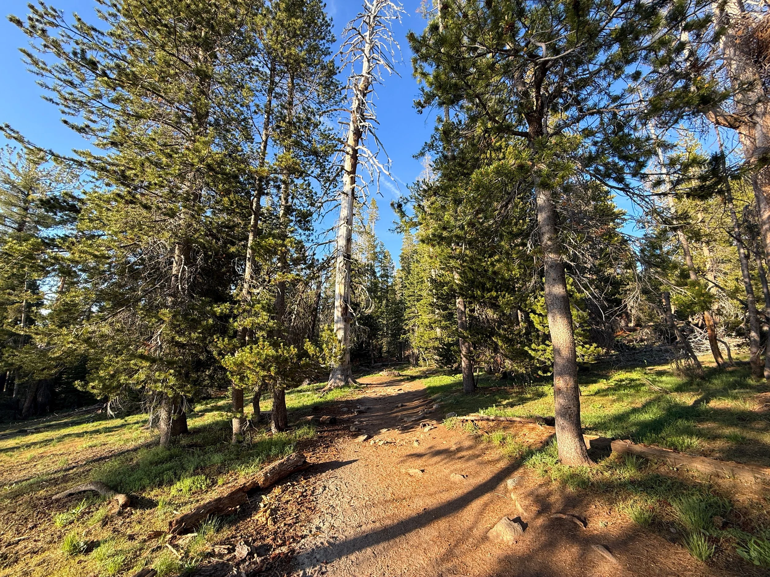 Hiking the Sentinel Dome Trail in Yosemite National Park — noahawaii