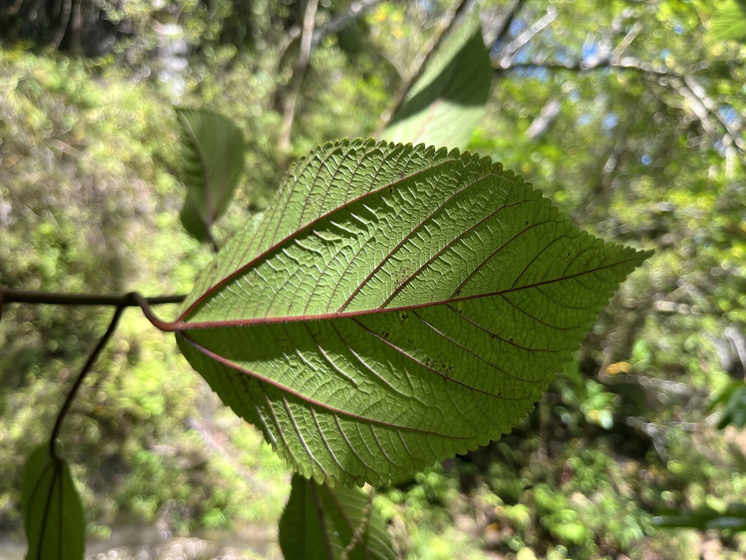 Native Hawaiian Plants: My Plant ID Guide — noahawaii