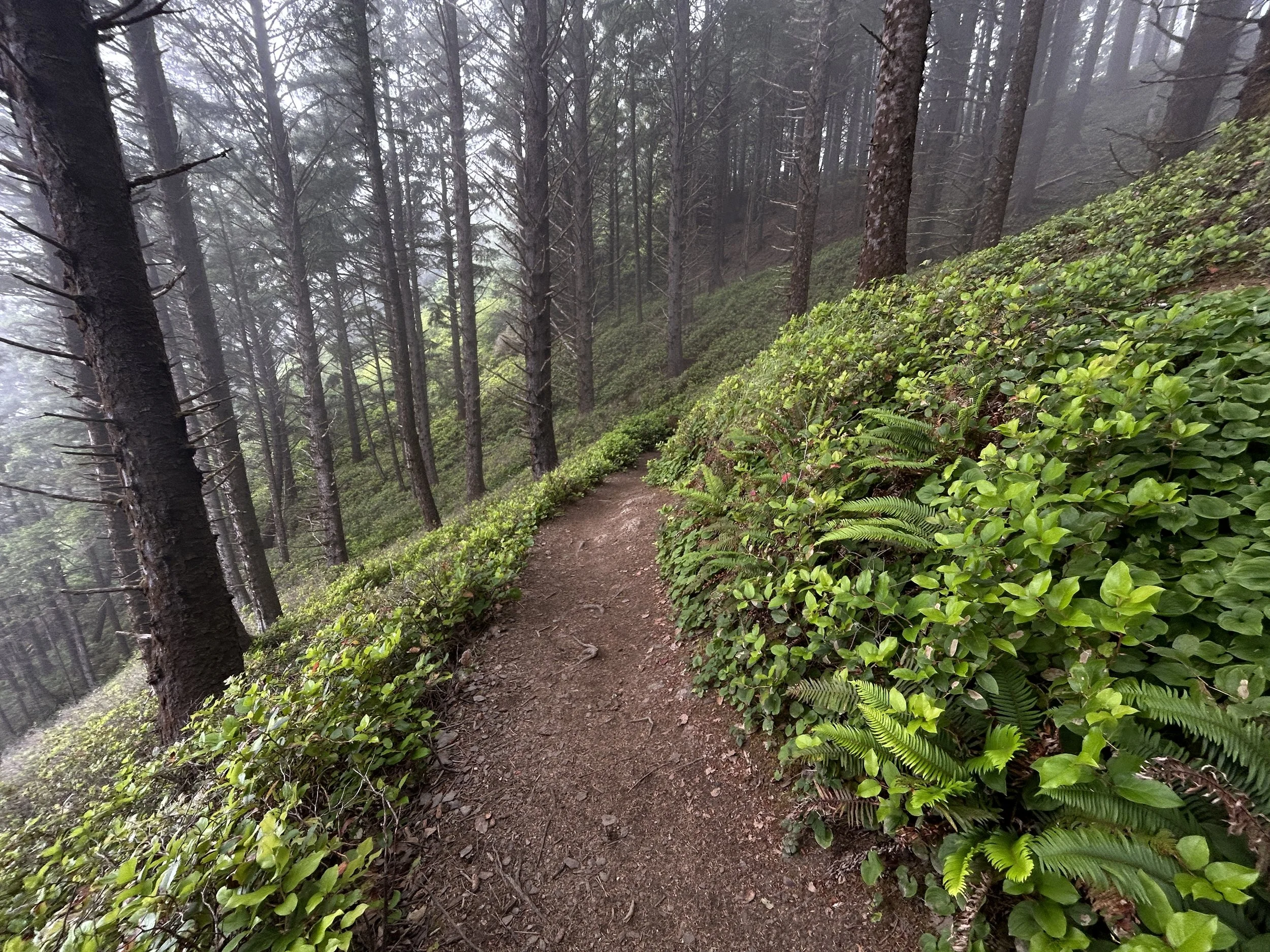 Hiking the Cape Falcon Trail on the Oregon Coast — noahawaii