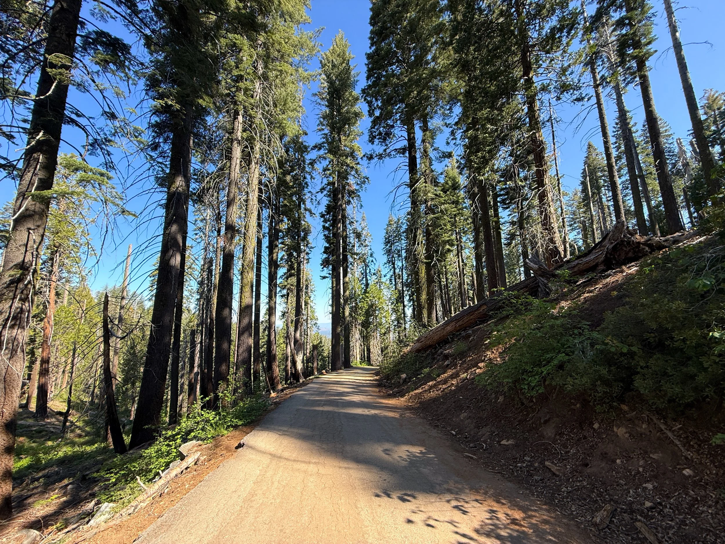Hiking the Tuolumne Grove Trail in Yosemite National Park — noahawaii