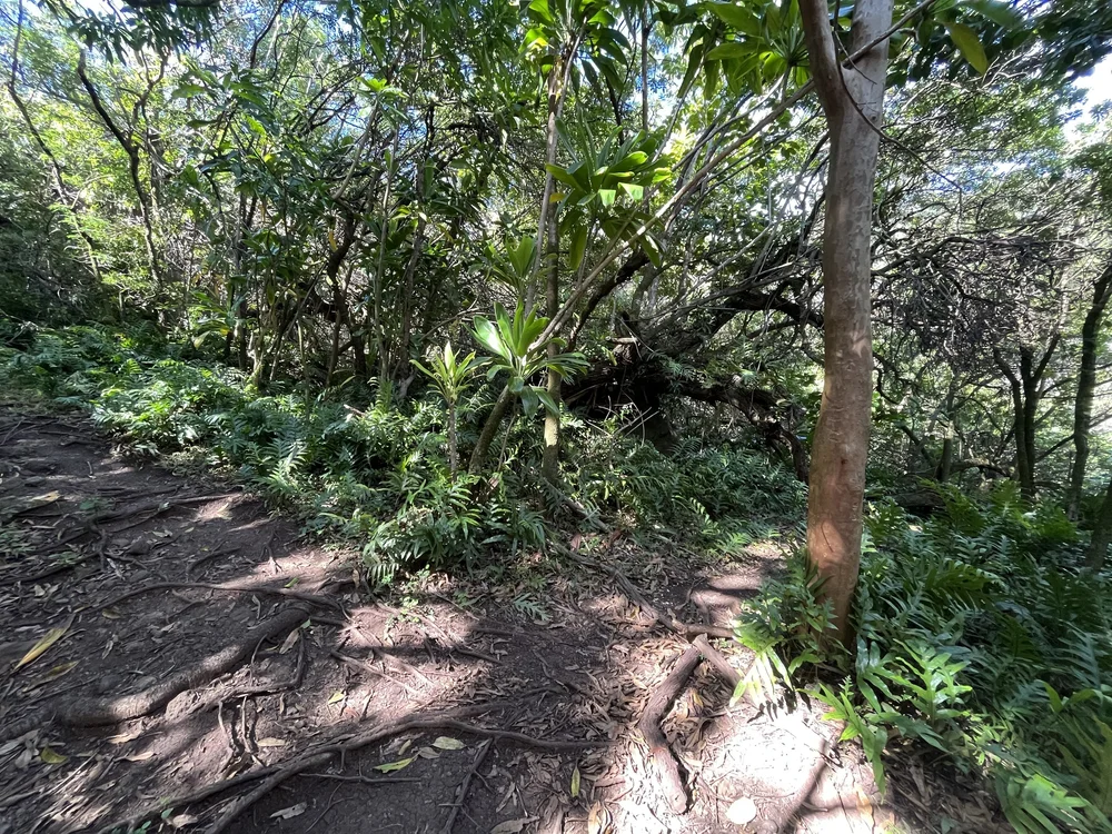 Hiking the Wailupe Loop Trail on Oʻahu — noahawaii