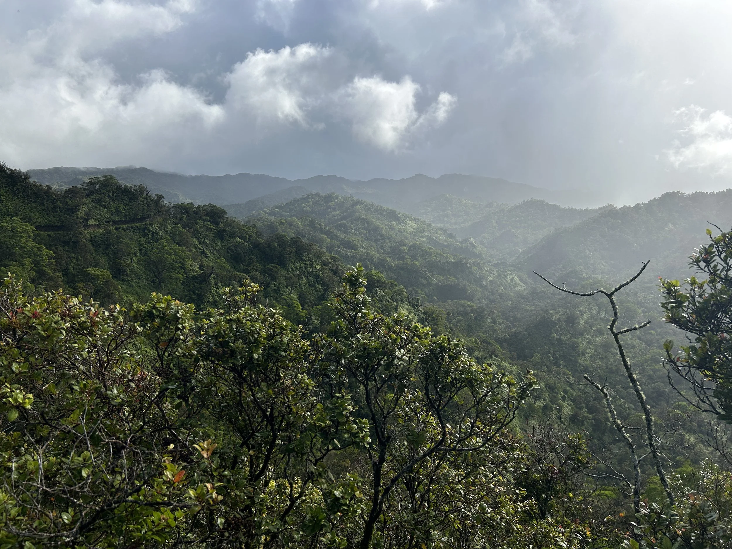 Hiking the Poamoho Trail on Oʻahu, Hawaiʻi — noahawaii