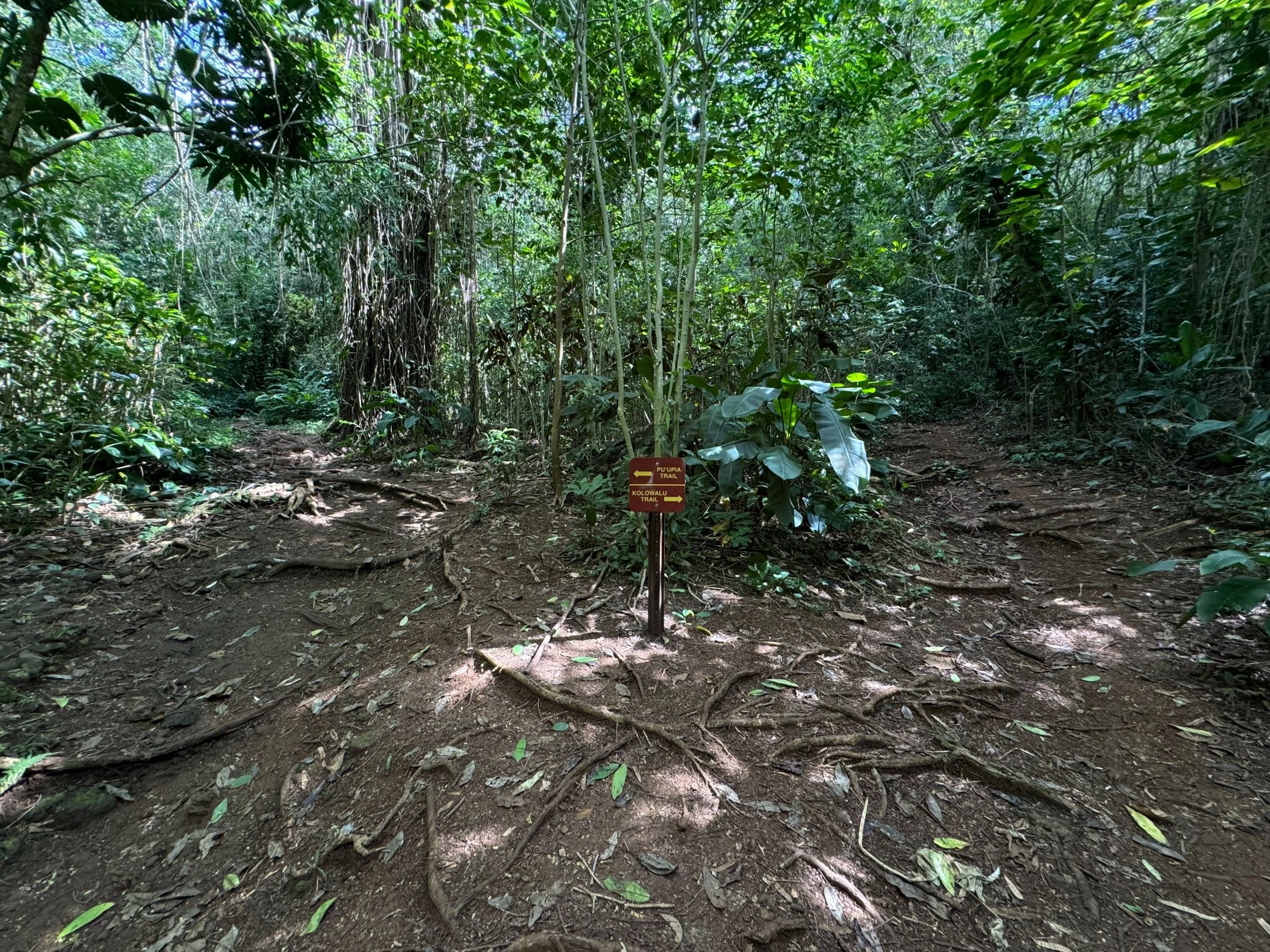 Hiking the Kolowalu Trail to Waʻahila Ridge on Oʻahu, Hawaiʻi — noahawaii