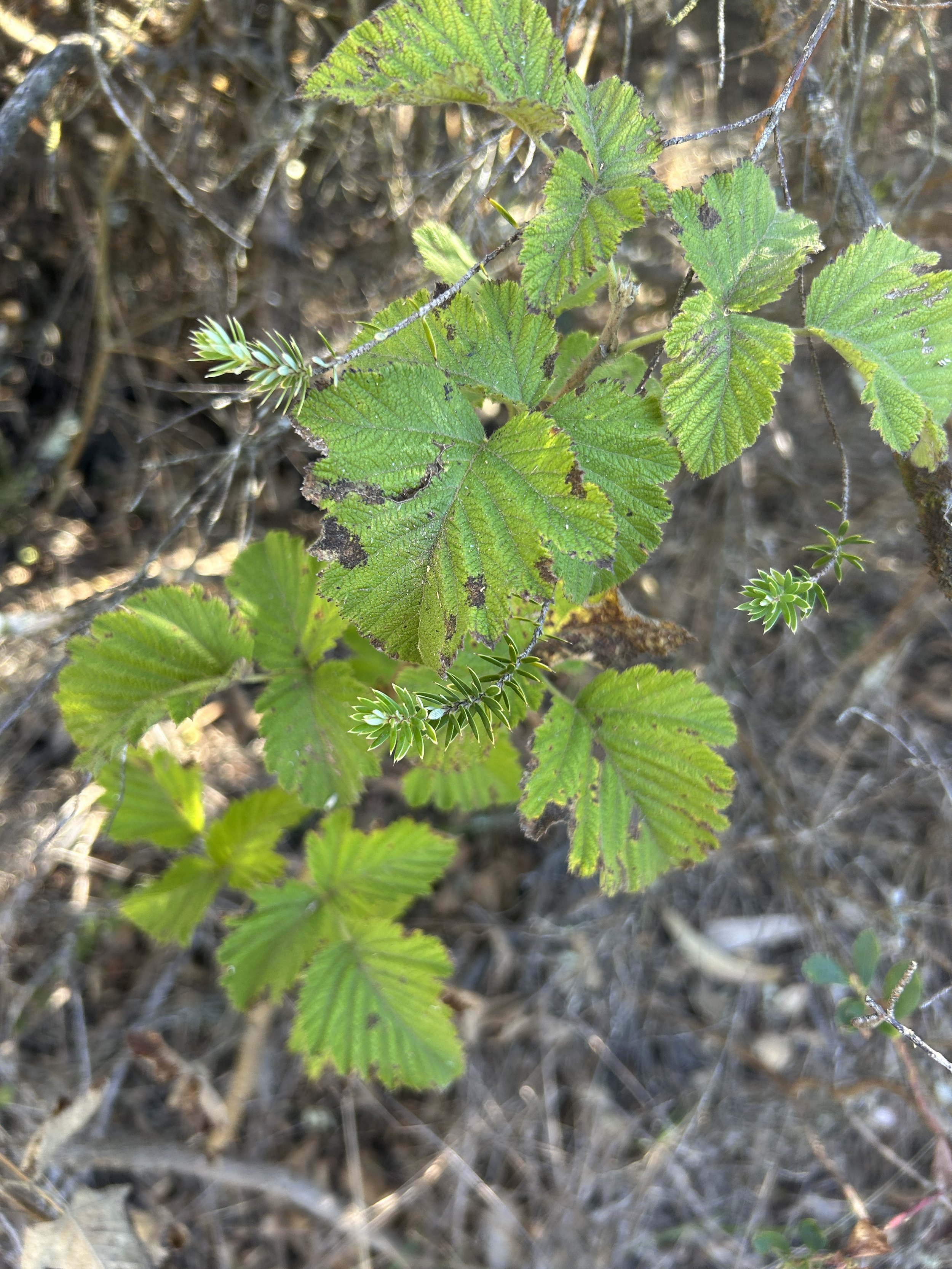 Native Hawaiian Plants: My Plant ID Guide — noahawaii