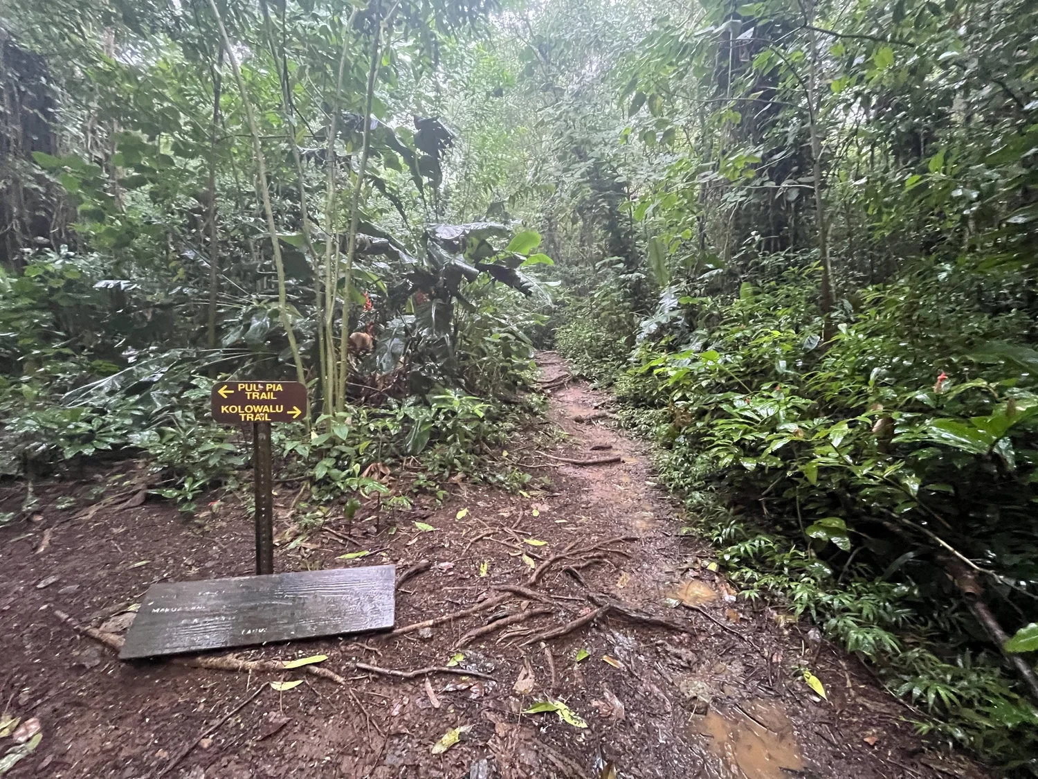 Hiking the Kolowalu Trail to Waʻahila Ridge on Oʻahu — noahawaii
