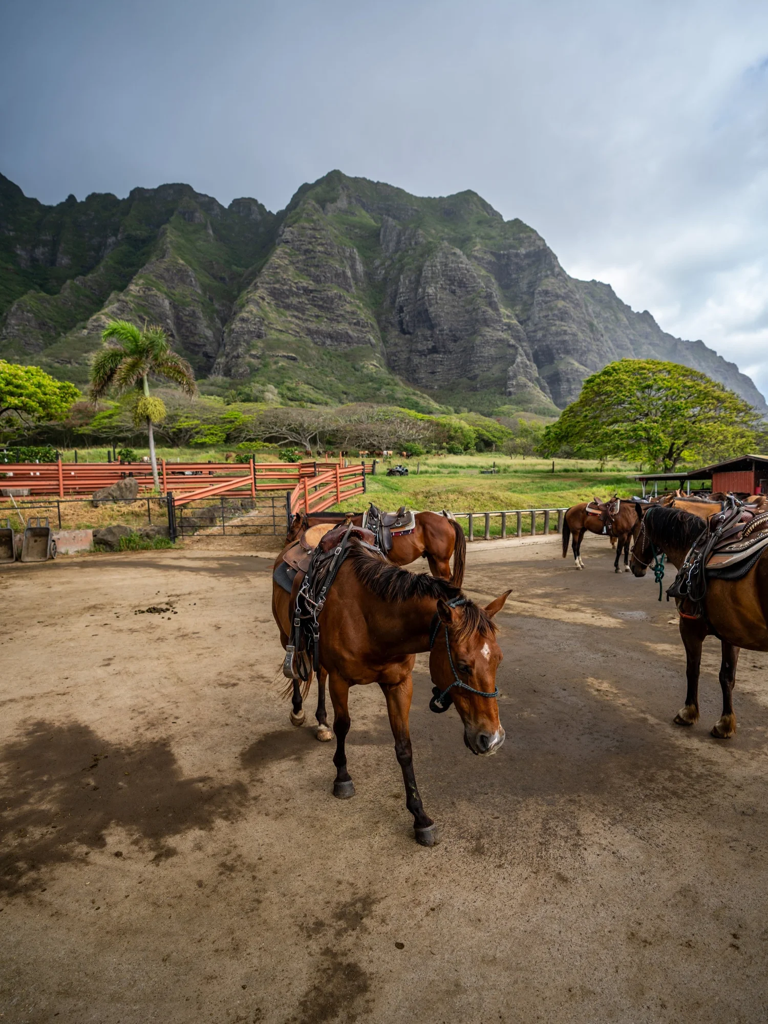 What is the Best Kualoa Ranch Tour on Oʻahu, Hawaiʻi? — noahawaii