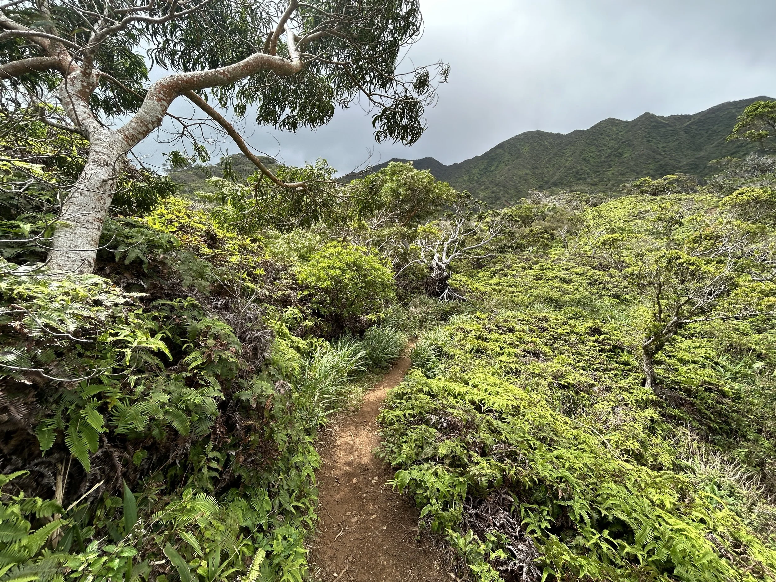 Hiking the Hawaiʻi Loa Ridge Trail on Oʻahu — noahawaii