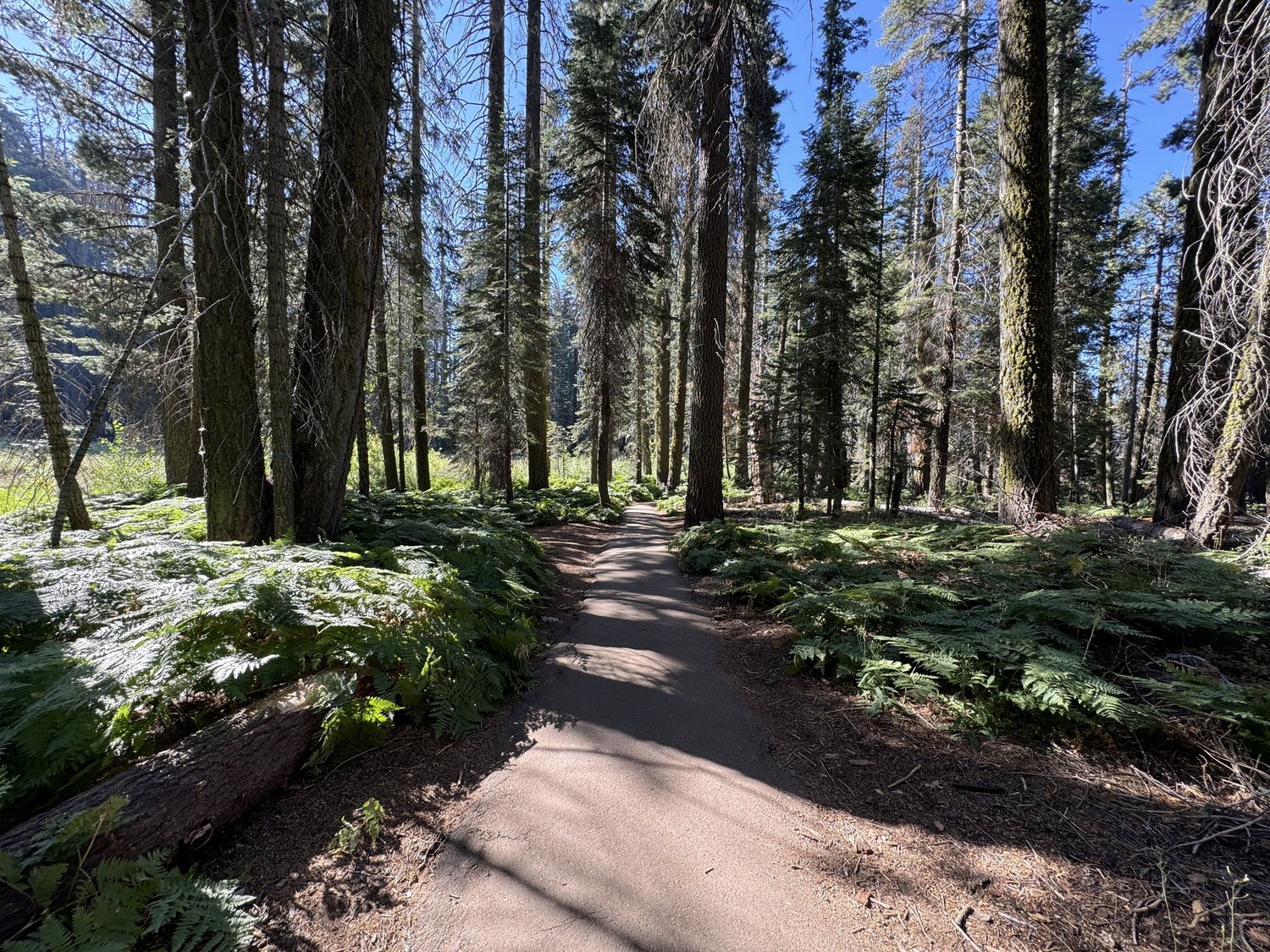 Hiking the Trail of the Sequoias in Sequoia National Park — noahawaii