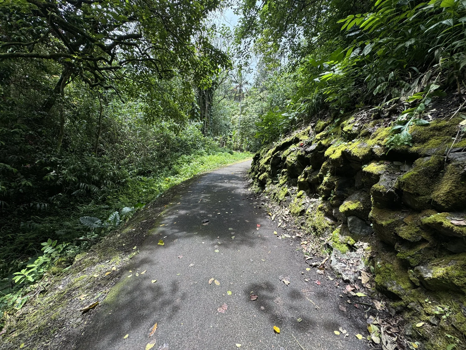 Hiking the Keʻanae Arboretum Trail on Maui, Hawaiʻi — noahawaii