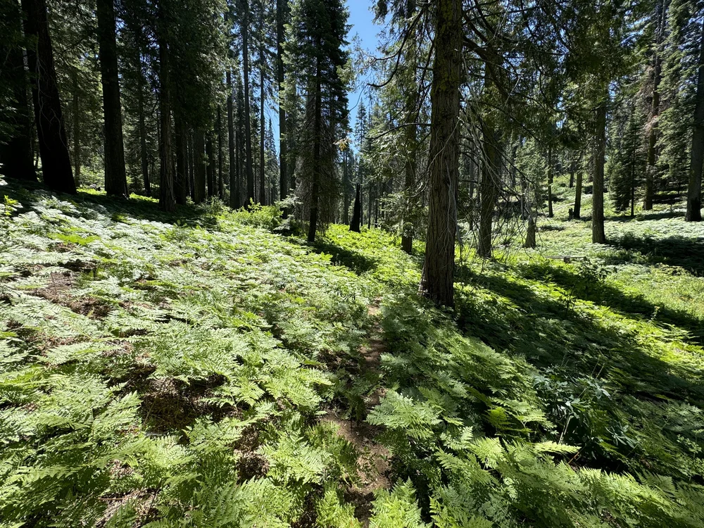 Hiking the North Boundary-Lone Pine Loop Trail in Kings Canyon National ...