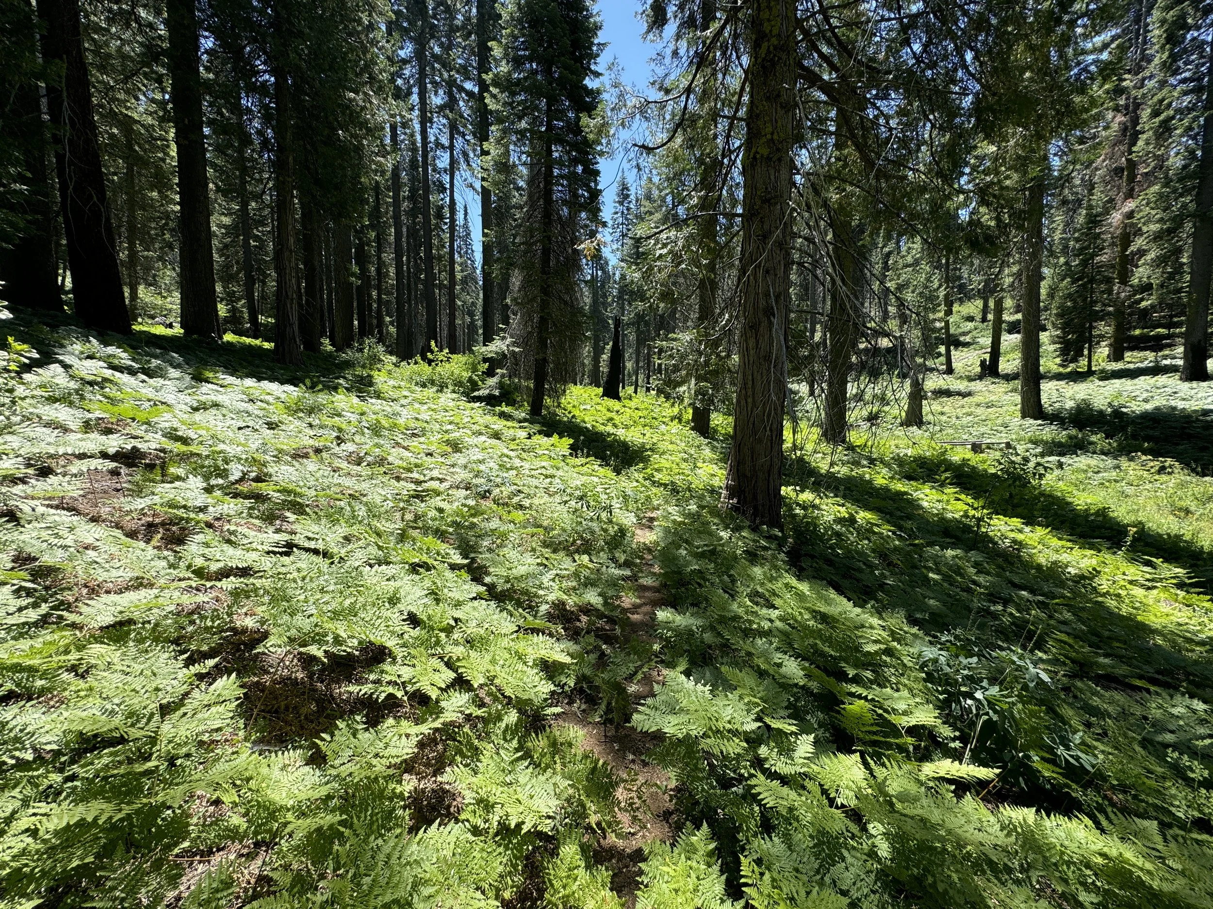 Hiking the North Boundary–Lone Pine Loop Trail in Kings Canyon National ...