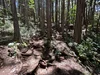 Hiking the Judd Trail & Jackass Ginger Pool on Oʻahu, Hawaiʻi — noahawaii