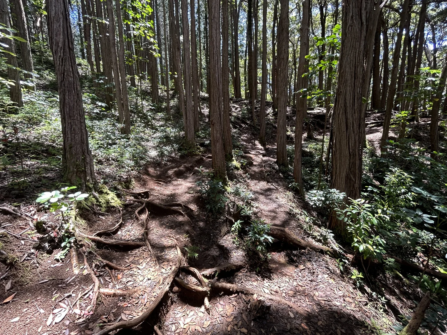 Hiking the Judd Trail & Jackass Ginger Pool on Oʻahu, Hawaiʻi — noahawaii