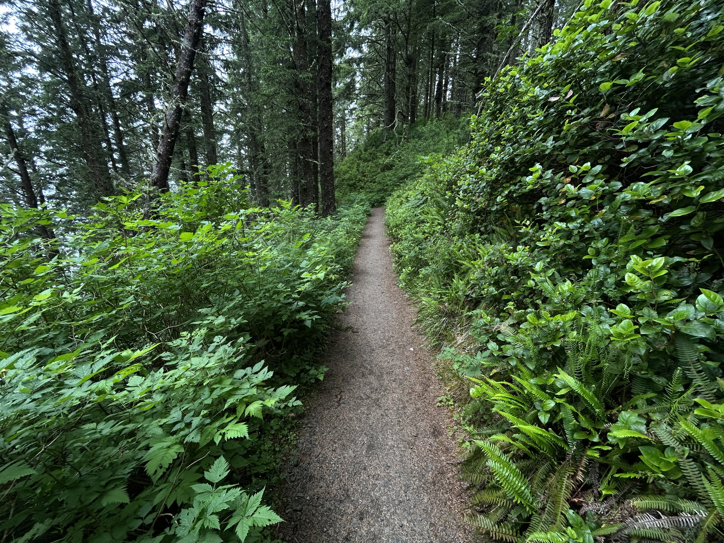 Hiking the Cape Lookout Trail on the Oregon Coast — noahawaii