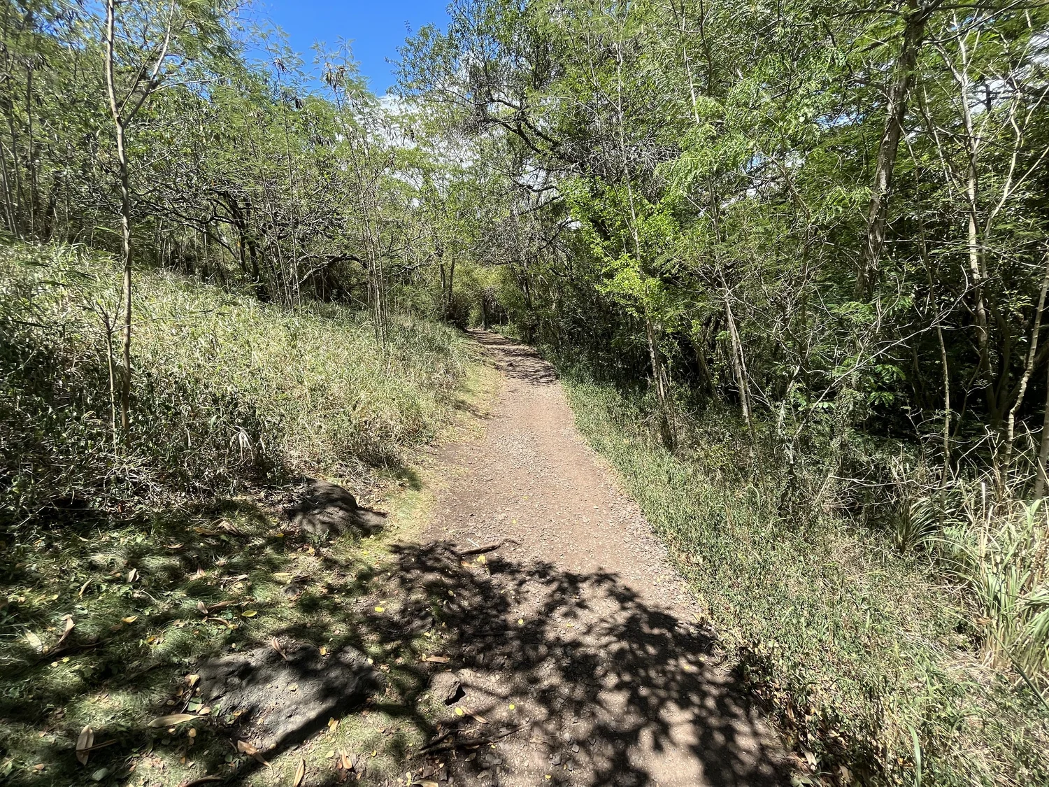 Hiking the Tantalus Loop Trail to the Pauoa Flats Bench on Oʻahu ...