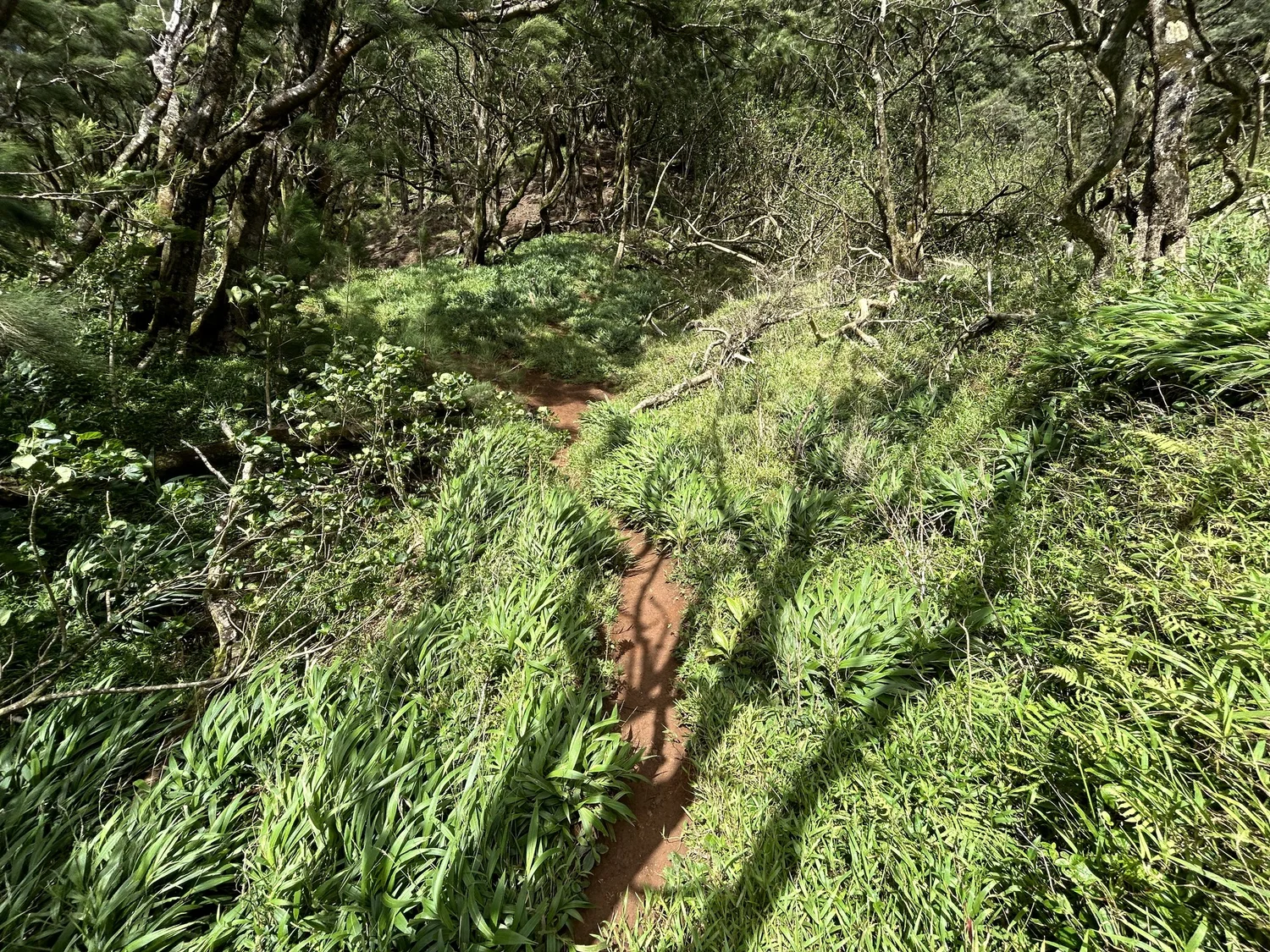 Hiking the Pali Notches Trail on Oʻahu, Hawaiʻi — noahawaii
