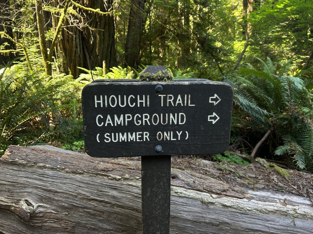 Hiking the Stout Memorial Grove Trail in Jedediah Smith Redwoods State ...