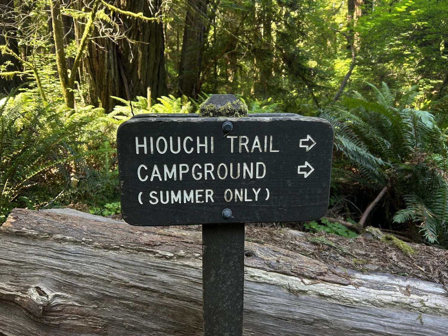 Hiking the Stout Memorial Grove Trail in Jedediah Smith Redwoods State ...