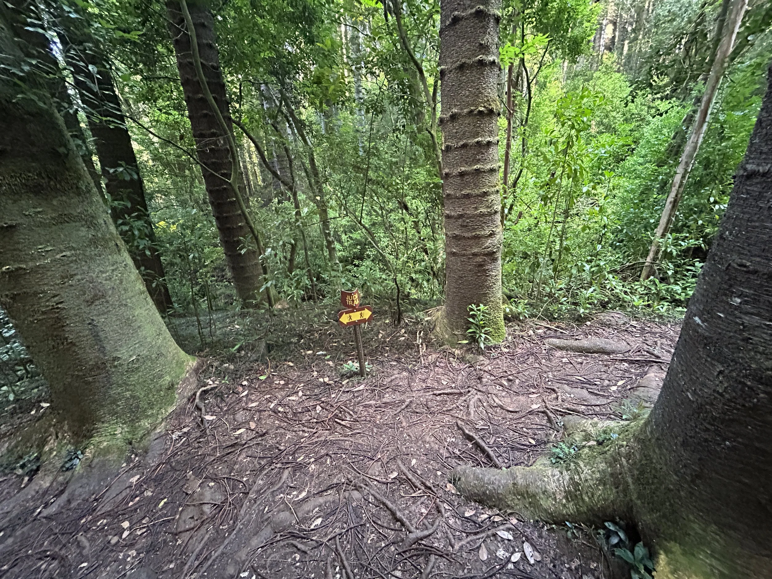 Hiking the Nuʻuanu Trail on Oʻahu — noahawaii