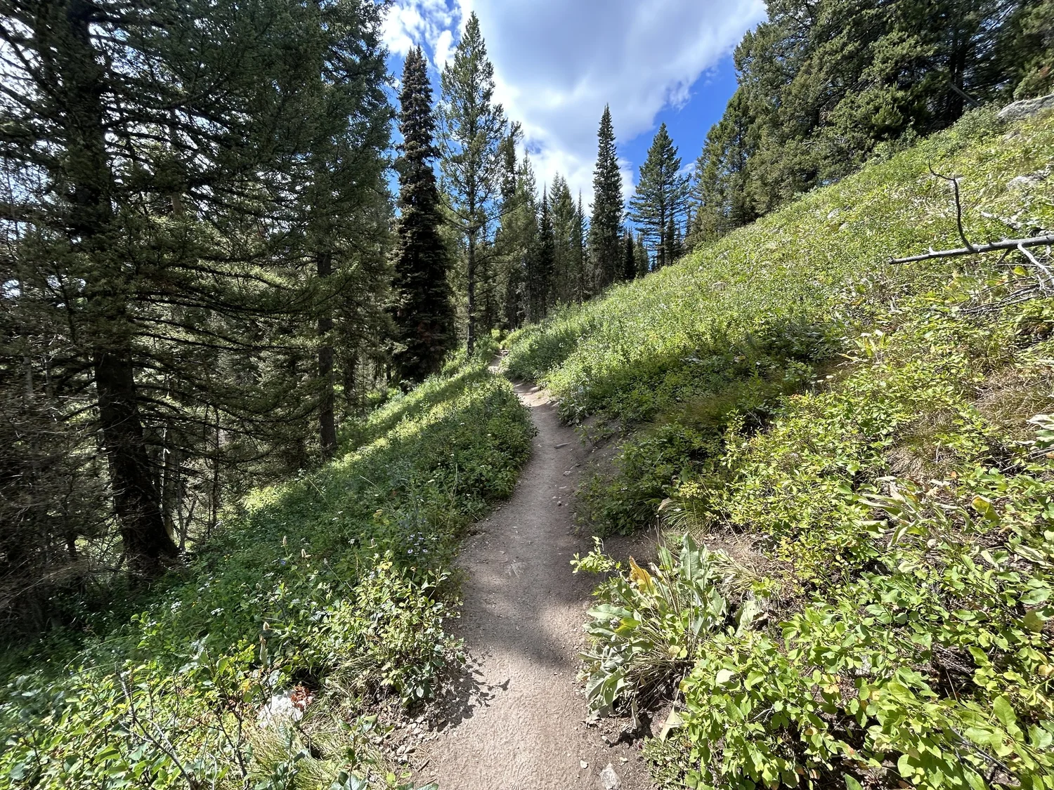 Hiking the Surprise and Amphitheater Lakes Trail via Lupine Meadows in ...