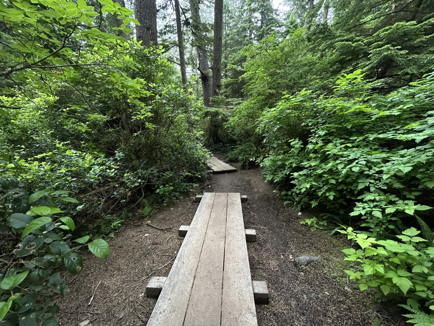 Hiking the Cape Falcon Trail on the Oregon Coast — noahawaii