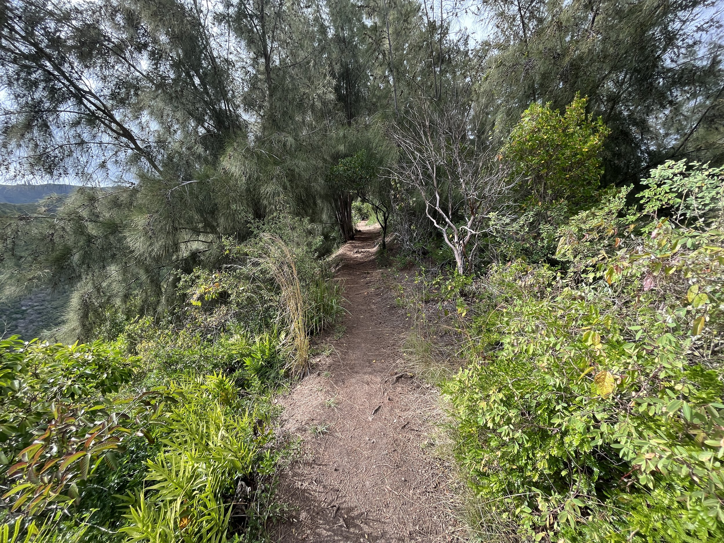 Hiking the Hawaiʻi Loa Ridge Trail on Oʻahu, Hawaiʻi — noahawaii