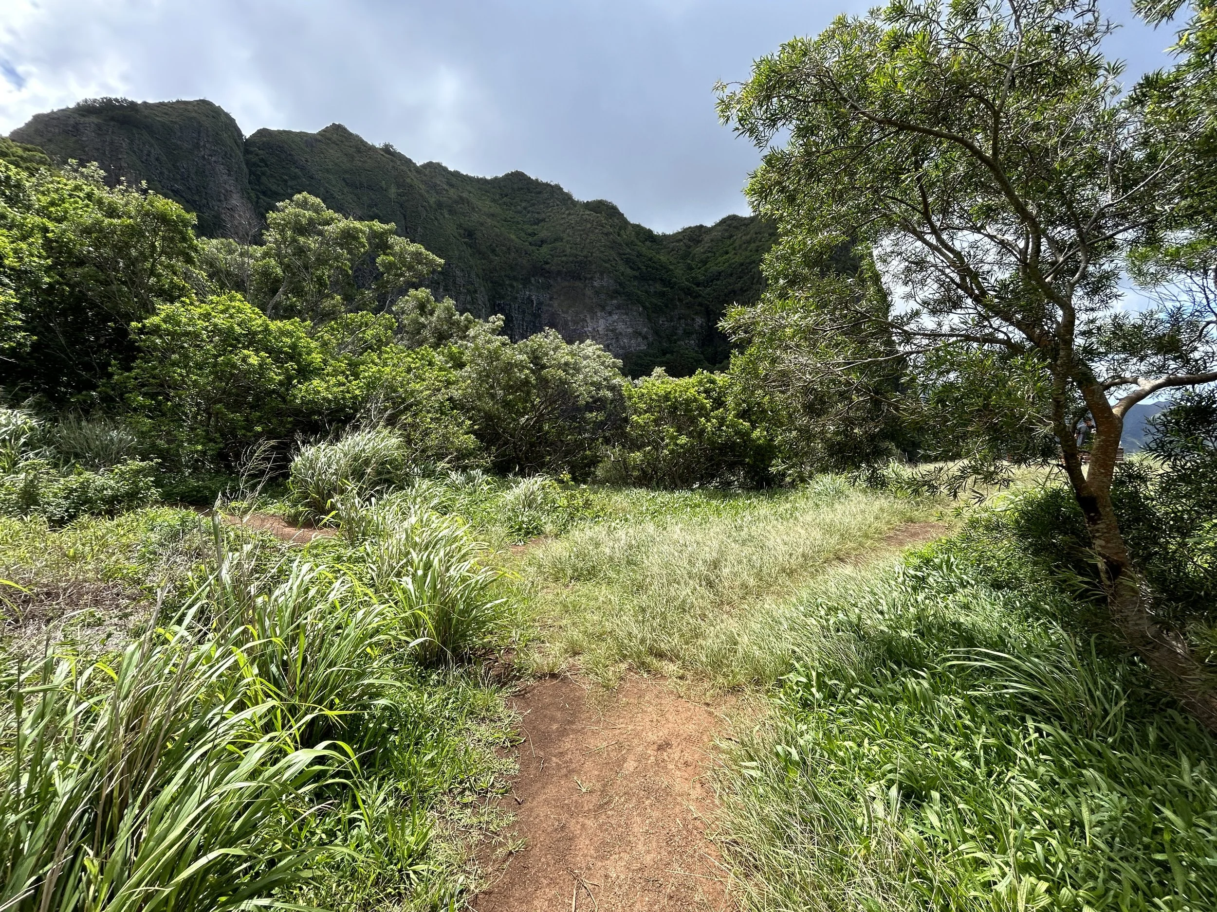 Hiking the Kolekole Trail to Puʻu Hapapa on Oʻahu, Hawaiʻi — noahawaii