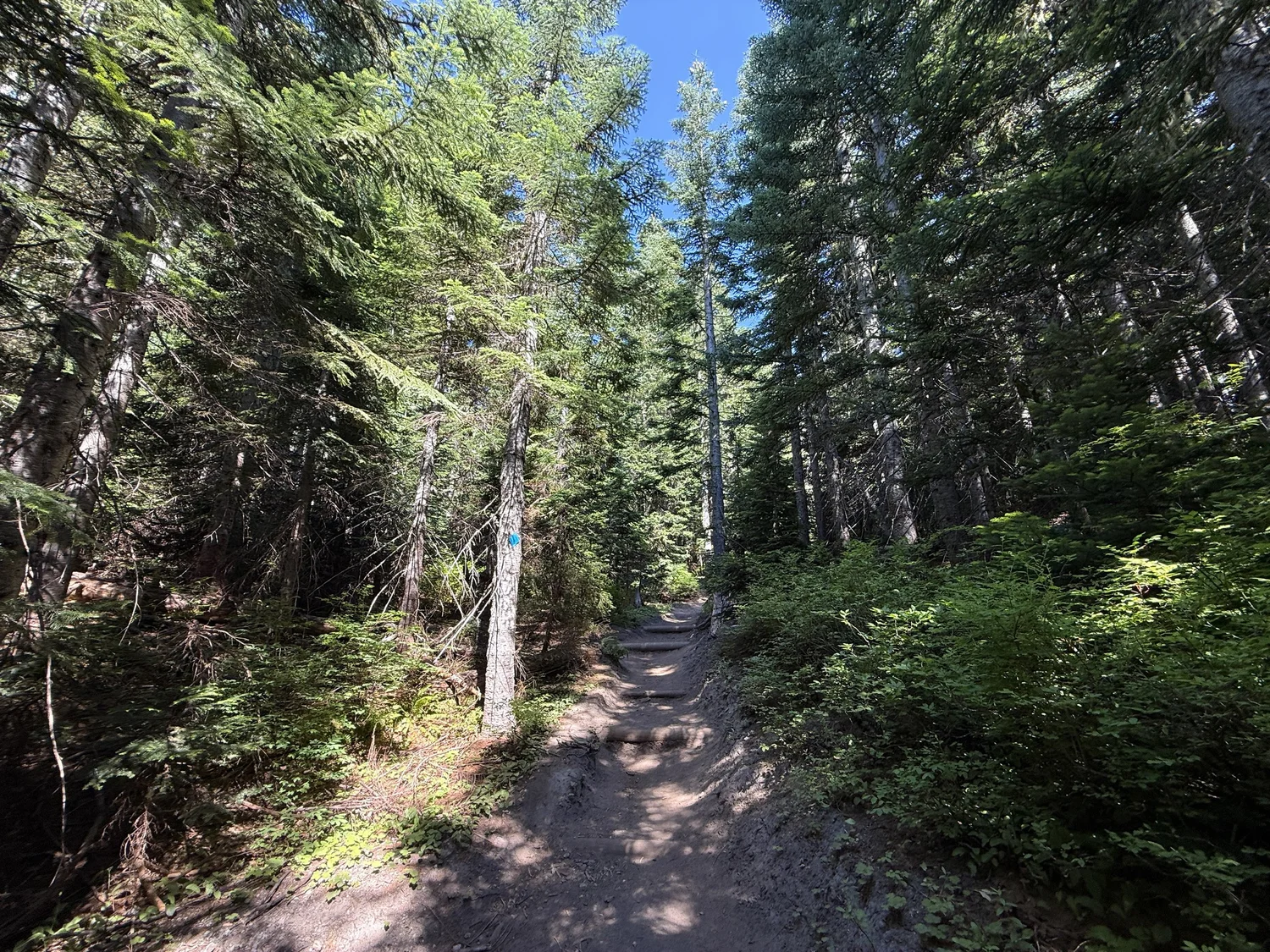 Climbing Mount Saint Helens via the Ptarmigan Trail & Monitor Ridge in ...