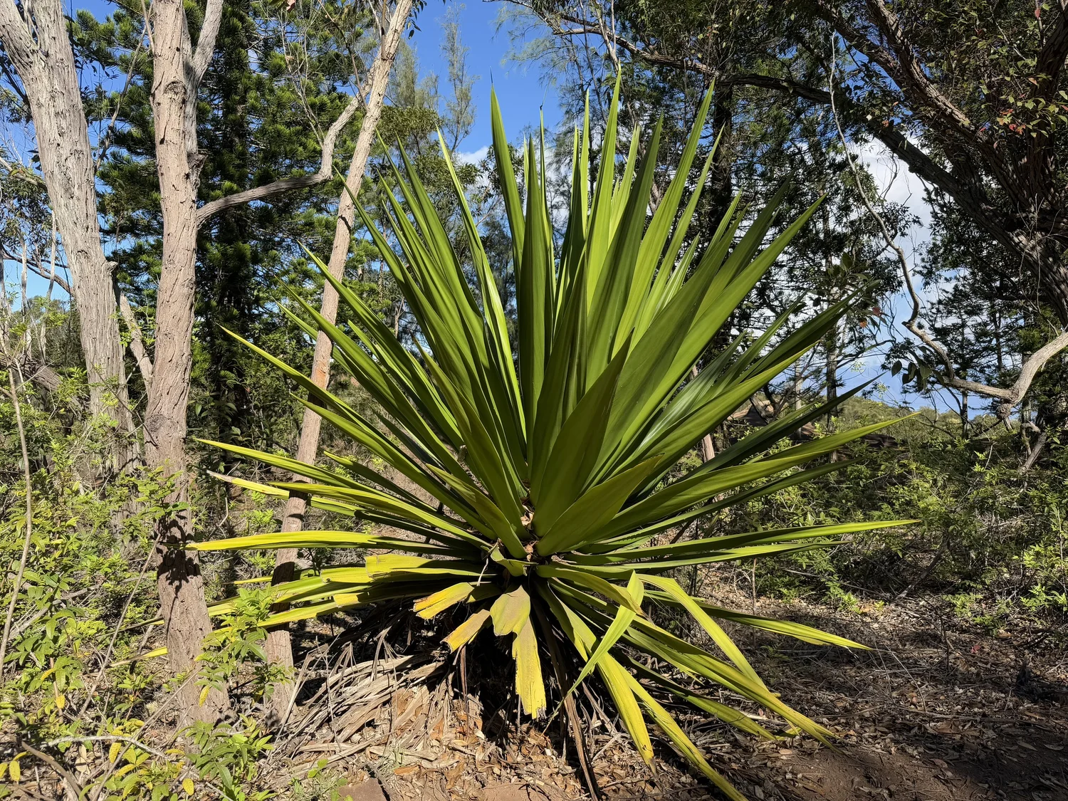 Non-Native / Invasive Plants in Hawaiʻi: My Plant ID Guide — noahawaii