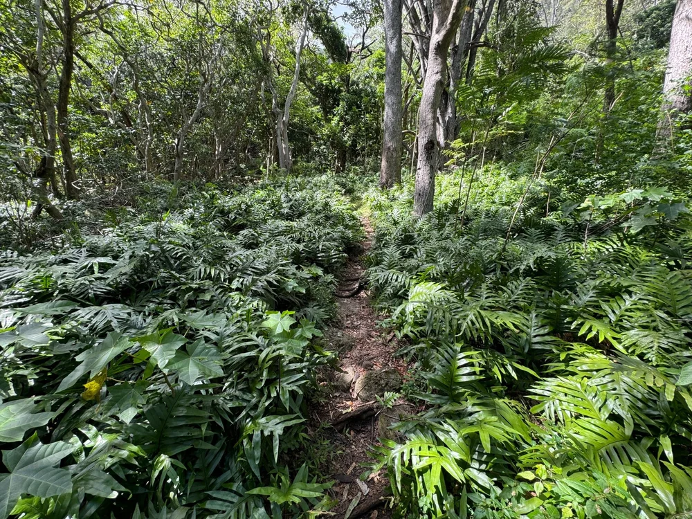 Hiking the Pyramid Rock Loop Trail on Oʻahu, Hawaiʻi — noahawaii