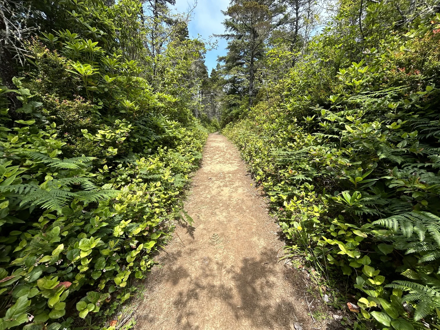 Hiking the Blacklock Point Sea Cliffs Trail on the Oregon Coast — noahawaii