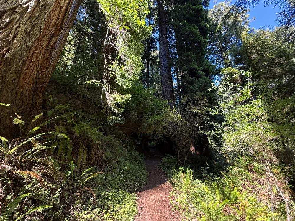 Hiking the Moorman Pond Trail in Prairie Creek Redwoods State Park ...