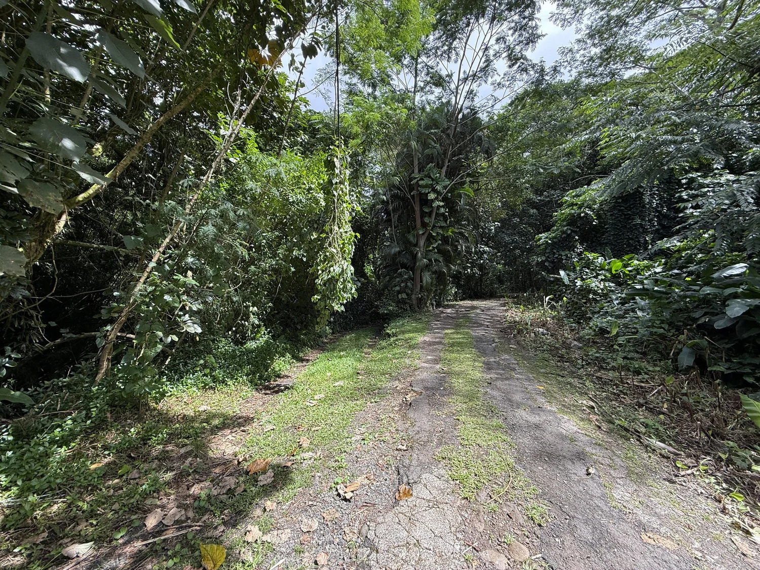 Hiking the Mānoa Middle Ridge Trail on Oʻahu, Hawaiʻi — noahawaii