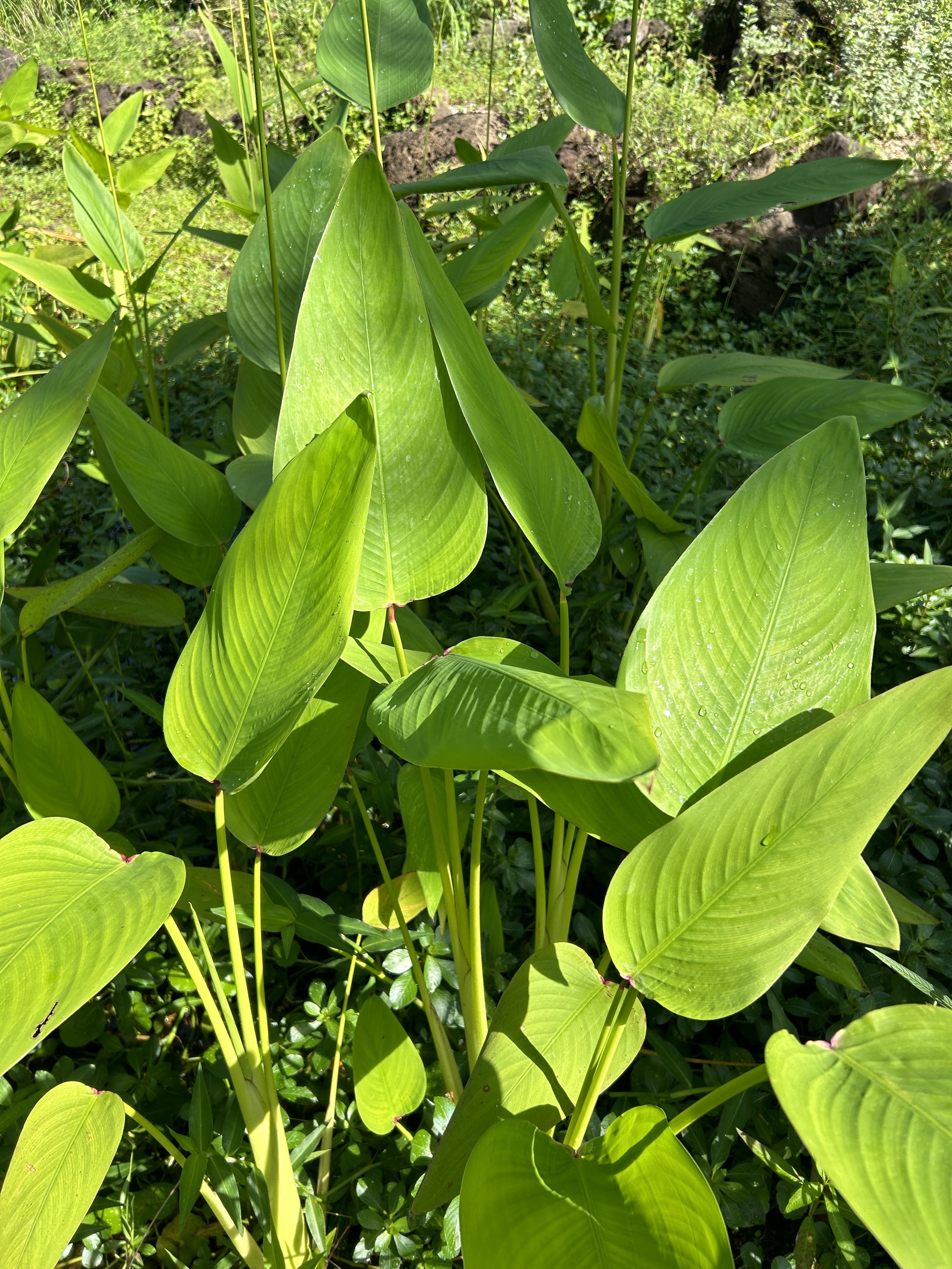 Non-Native / Invasive Plants in Hawaiʻi: My Plant ID Guide — noahawaii