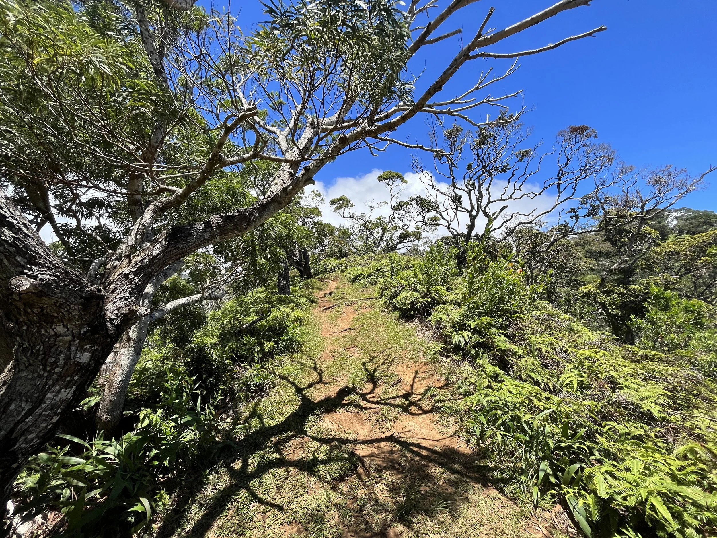Hiking the Waʻahila Ridge Trail to Mt. Olympus (ʻAwaʻawaloa) on Oʻahu ...