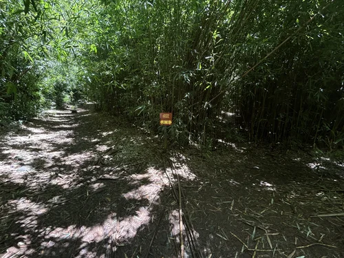 Hiking the Judd Trail & Jackass Ginger Pool on Oʻahu, Hawaiʻi — noahawaii
