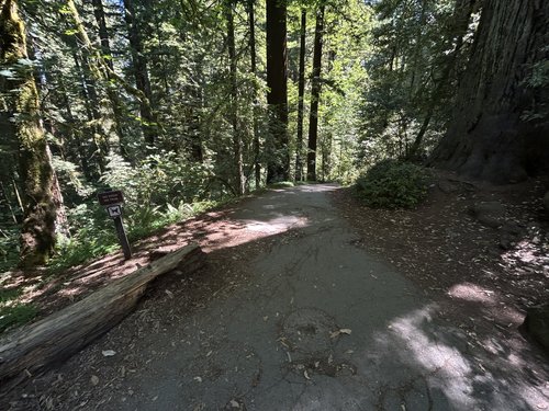 Hiking the Stout Memorial Grove Trail in Jedediah Smith Redwoods State ...