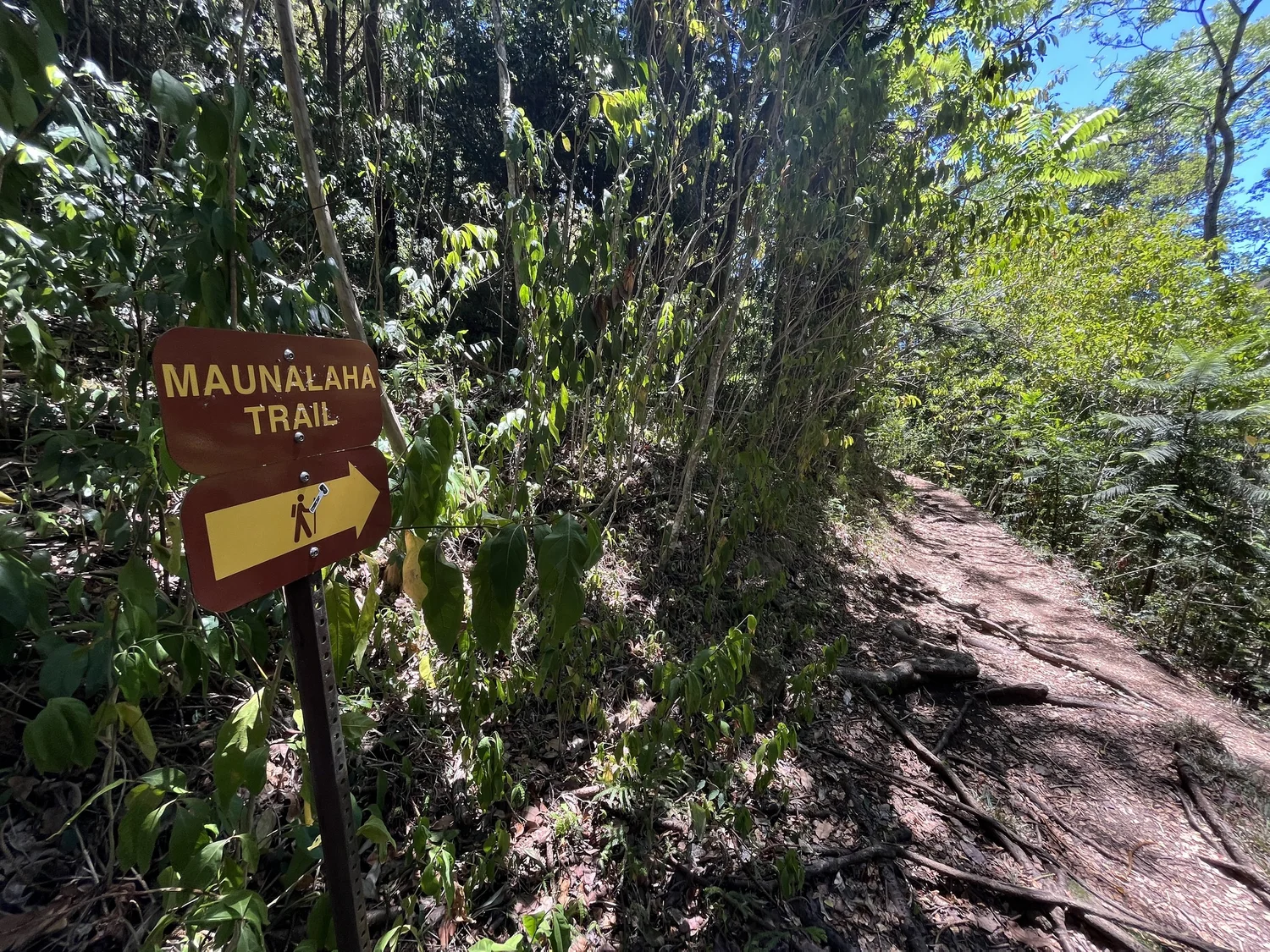 Hiking the Tantalus Loop Trail to the Pauoa Flats Bench on Oʻahu ...