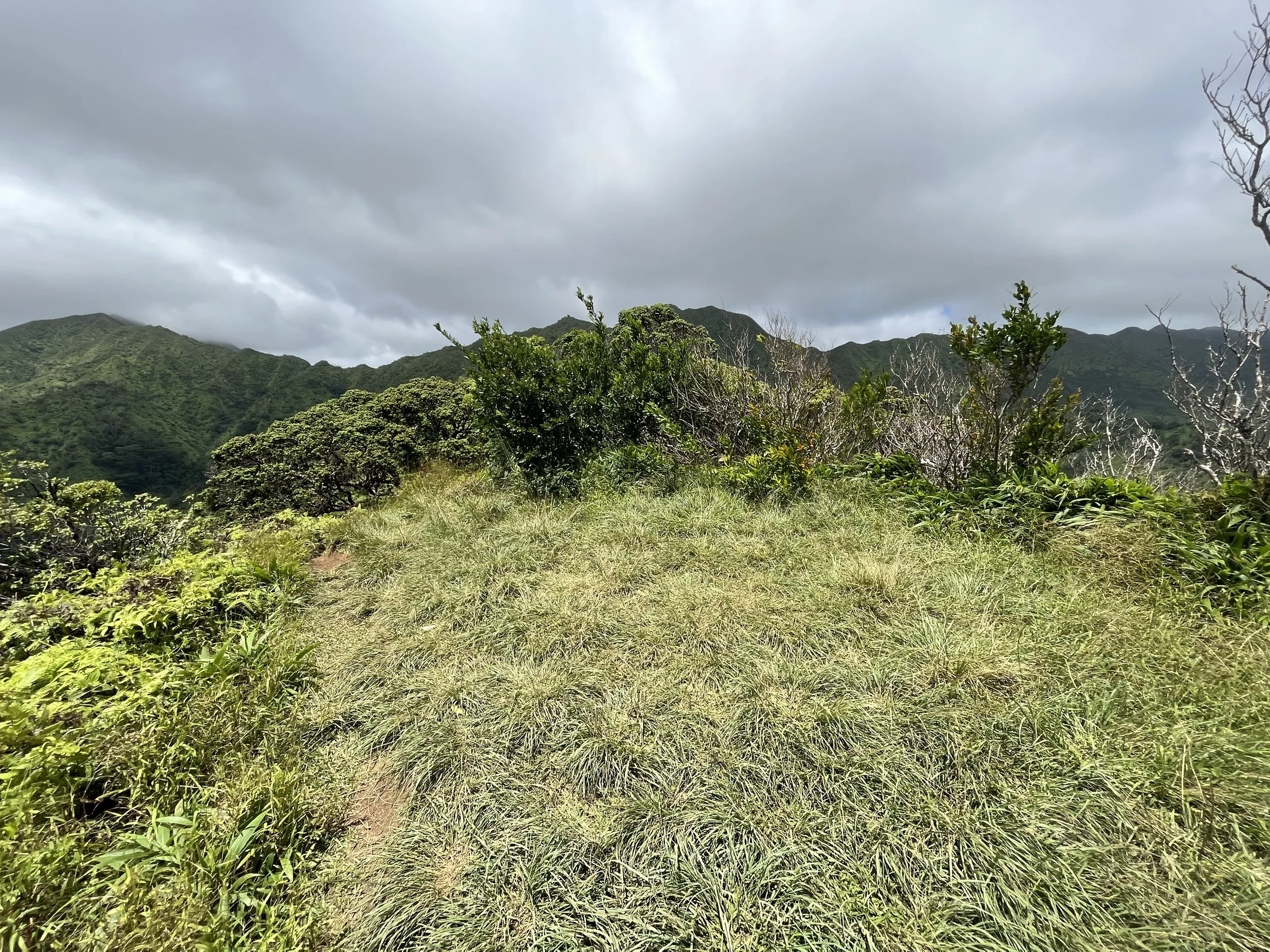 Hiking the Waʻahila Ridge Trail to Mt. Olympus (ʻAwaʻawaloa) on Oʻahu ...